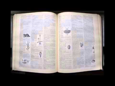 Amade | Dictionnaire français audio
