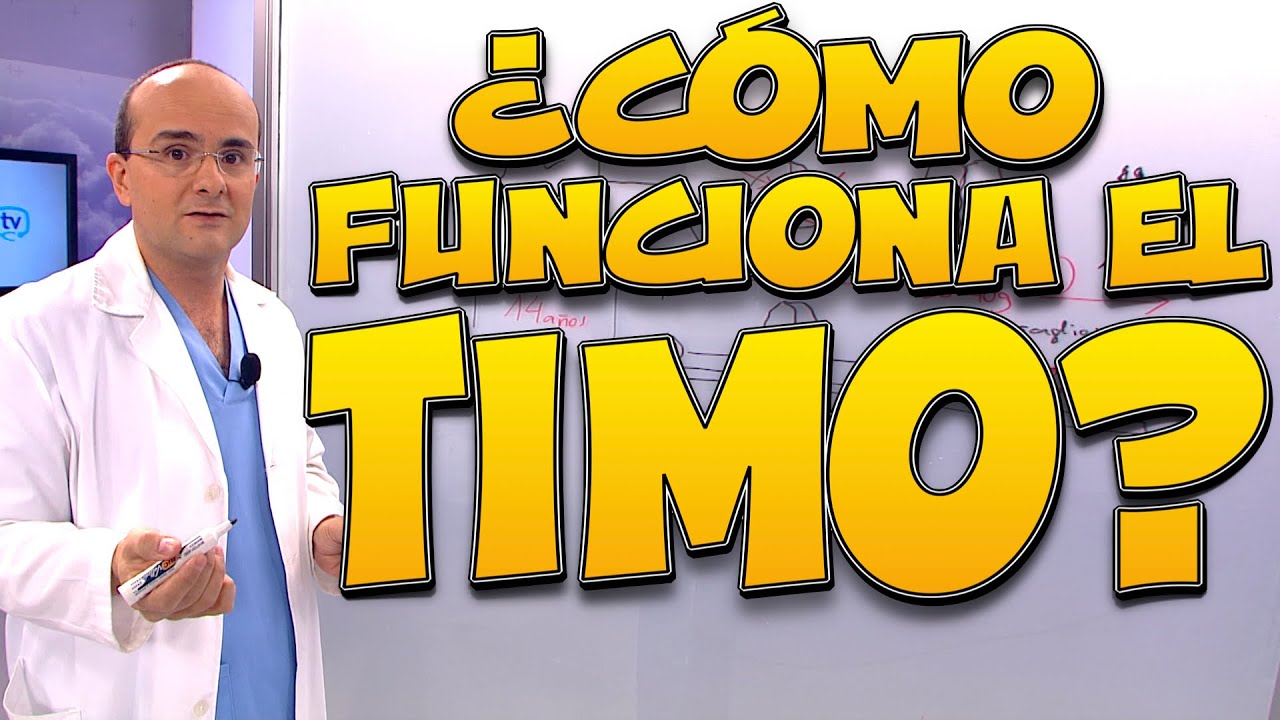 Thymus, how does it work? - Human Body #5