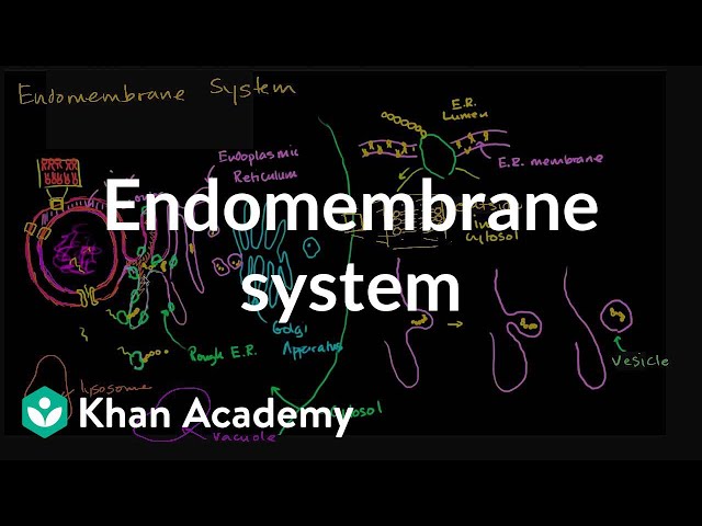 Understanding the Endomembrane System in Eukaryotic Cells | Galaxy.ai