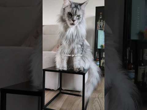 "Todo Sobre el Maine Coon: El Gato Más Grande y Amigable" #gatos