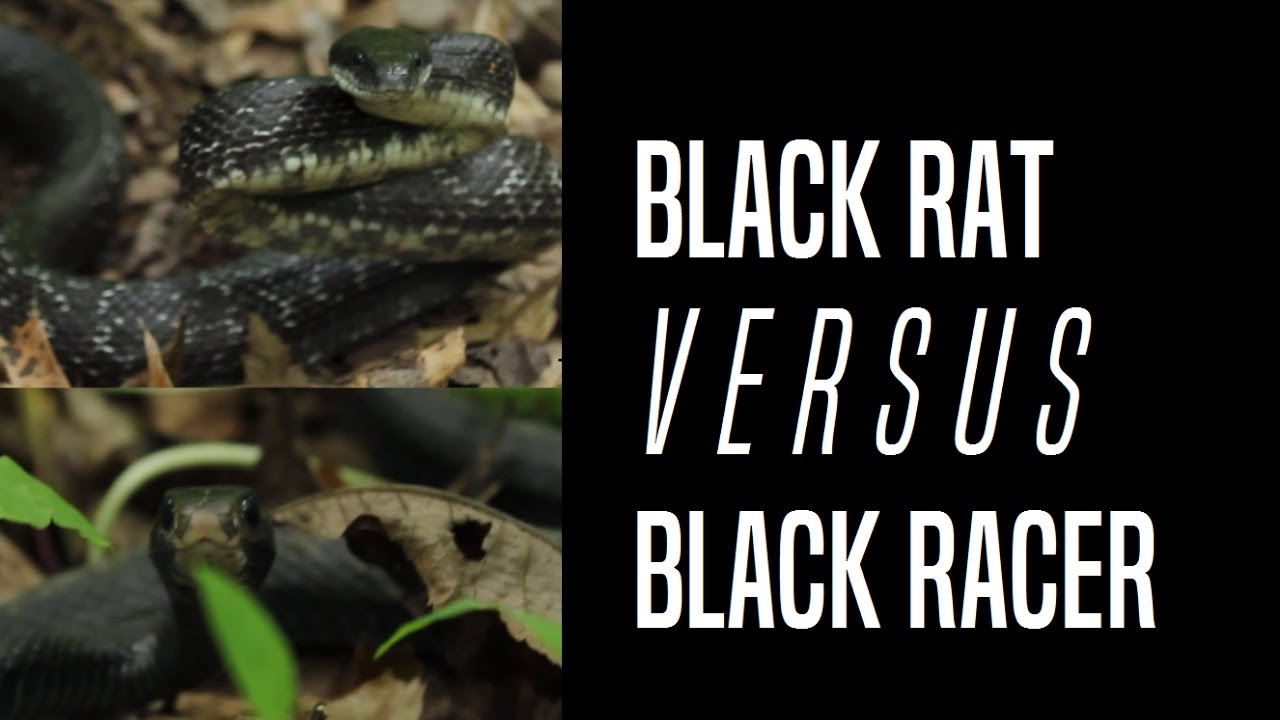 The Difference Between a Black Rat Snake and a Black Racer