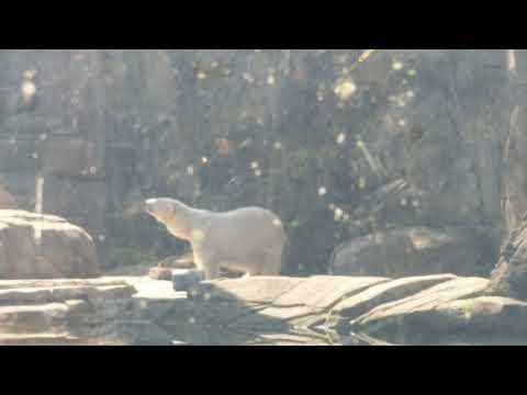 Polar bear playing at the Pittsburgh Zoo