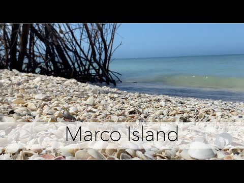 Looking for Sea Shells in Florida. What Beautiful Sea Shells Will be on the Beach Today?