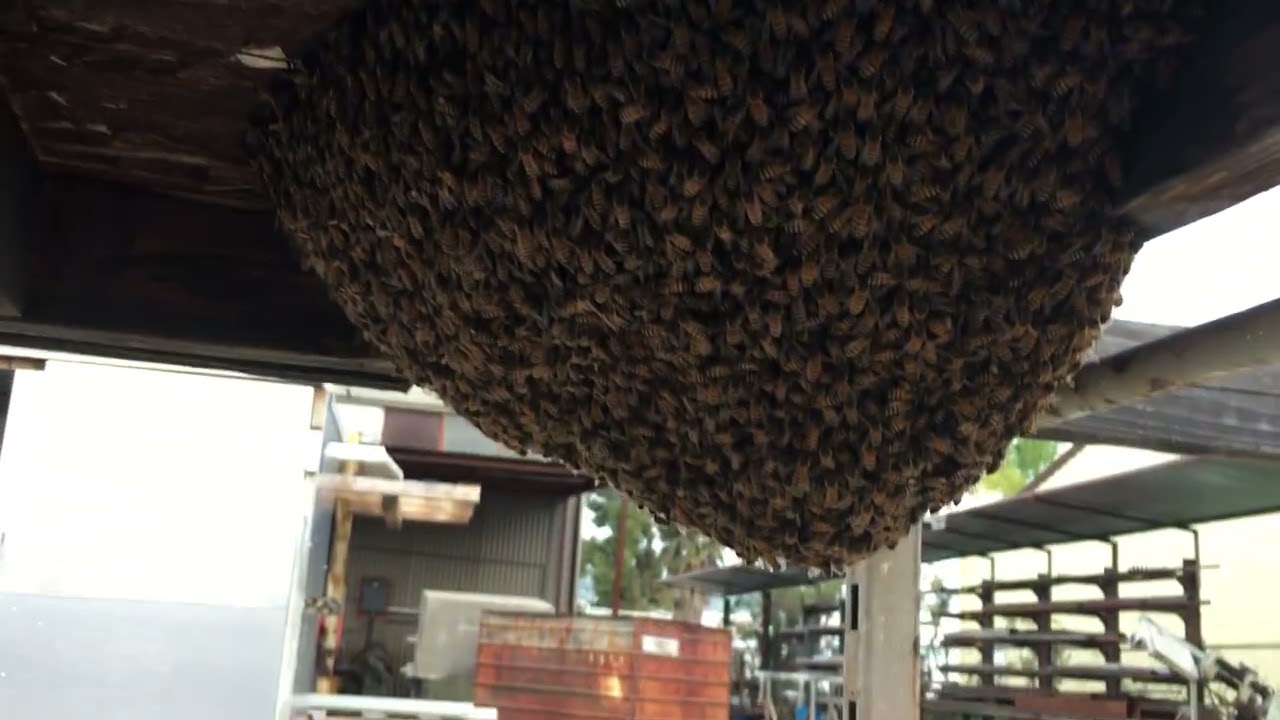 Bee Hive - IMG 2950