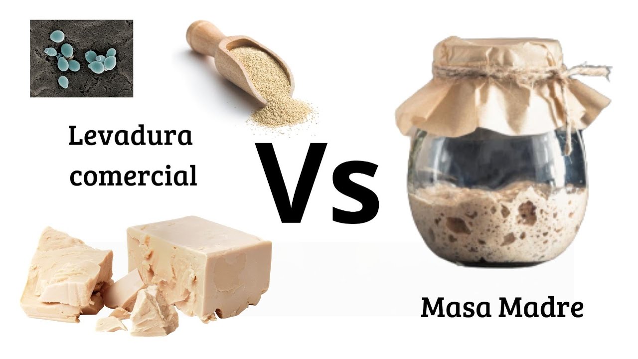 ¿Qué es Mejor?: Leudar con Levadura o con Masa Madre