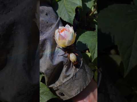 Insect Disguised as Flower. very rare insect in high mountains #religion #insects #disguise #viral