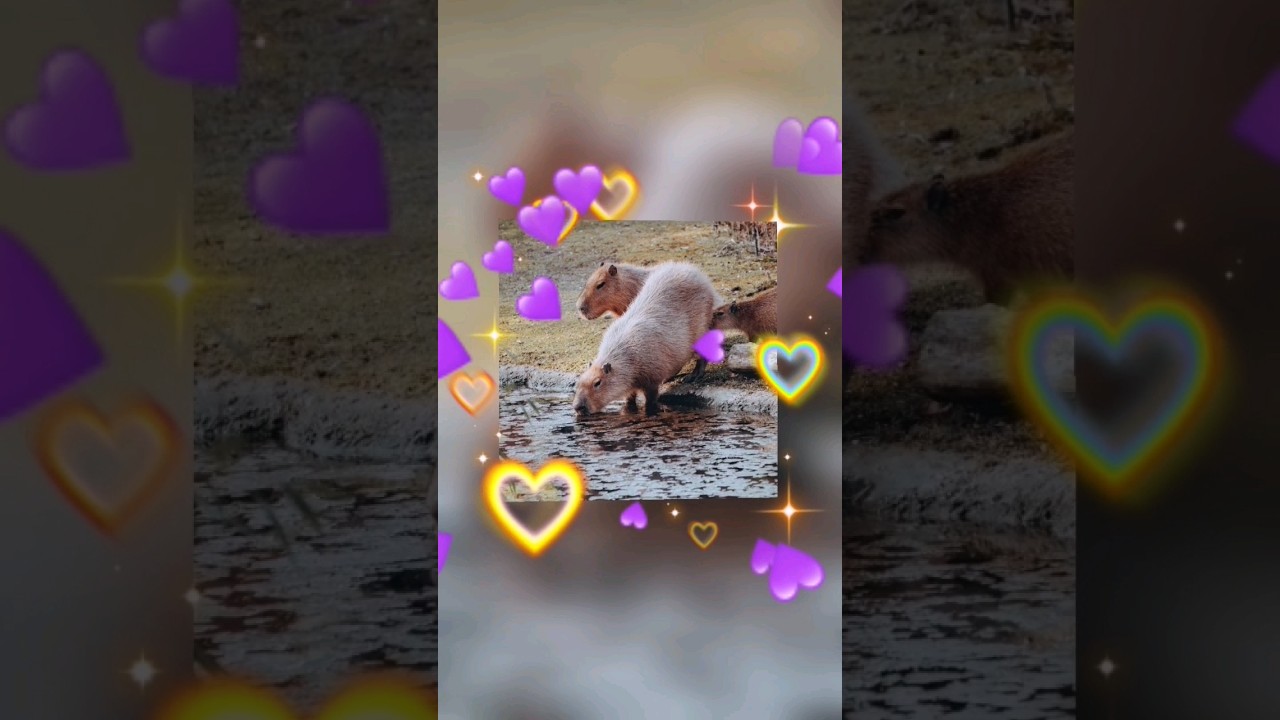 Capybara cuteness overload😍 #capybaras #shorts #cutenessoverload #capybaralove
