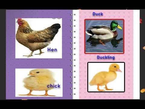mother and baby | animals and their babies | what are animal babies called ?