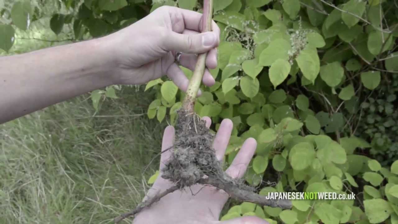 Identifying Japanese knotweed