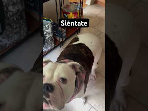 ‘Sit down’ in Spanish - Siéntate