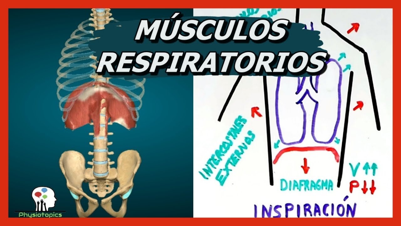 Músculos Respiratorios | Mecánica de la Ventilación