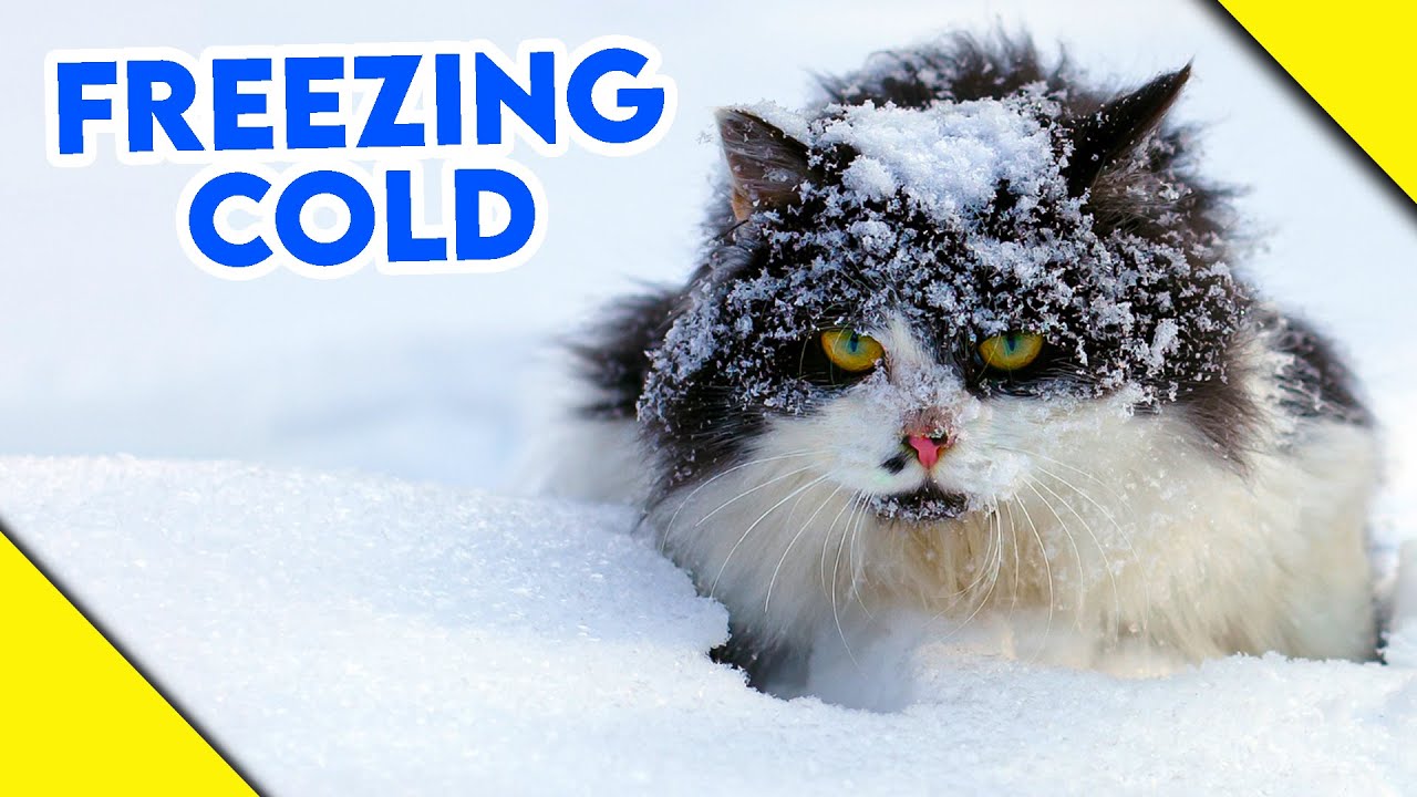 Keep Outside Cats Warm During Winter - Life Saving Tips in 2022