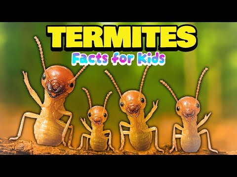 Termite FACTS That Will Change Your Mind About These Bugs - Facts For Kids