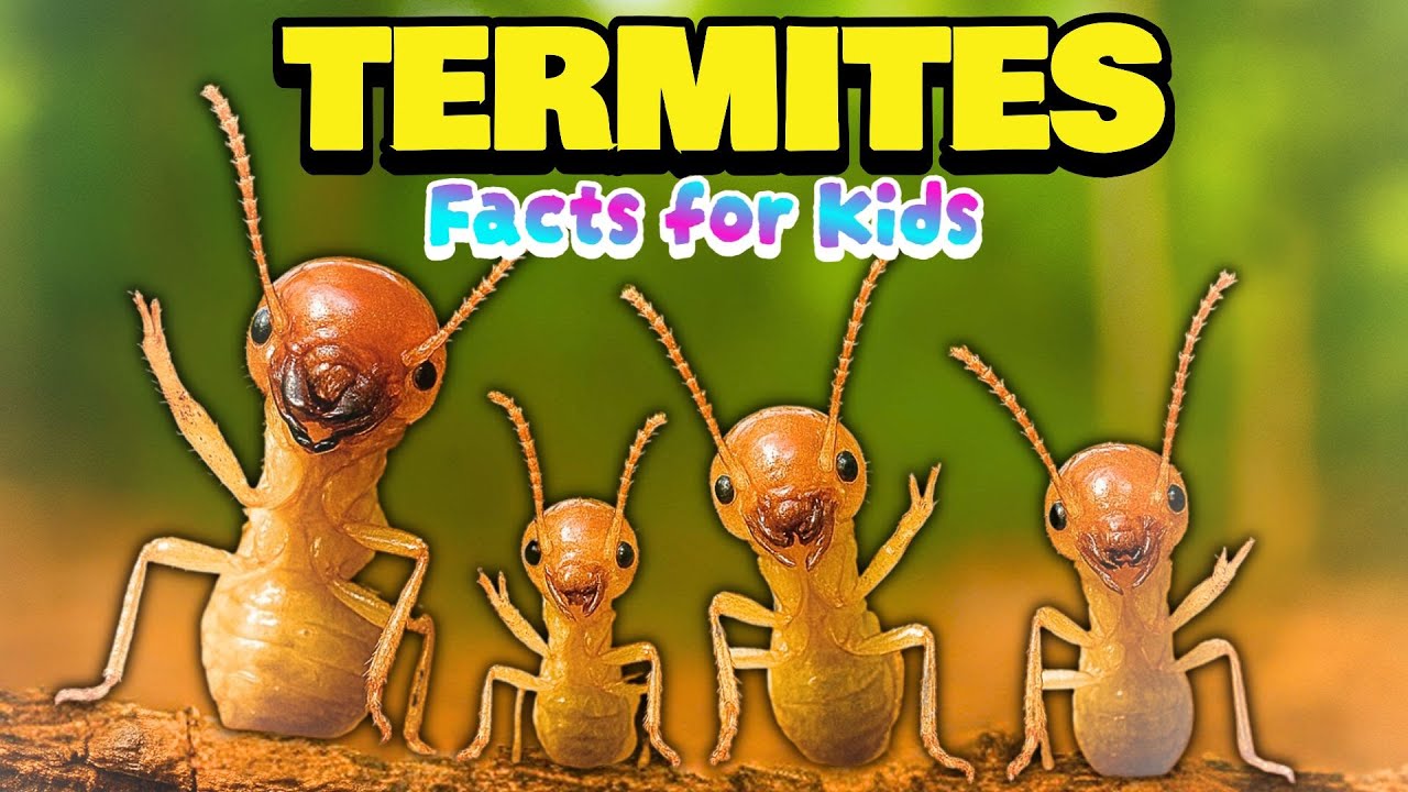 Termite FACTS That Will Change Your Mind About These Bugs - Facts For Kids