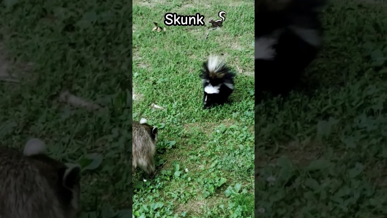 Skunk Sprays Raccoons !! 😲