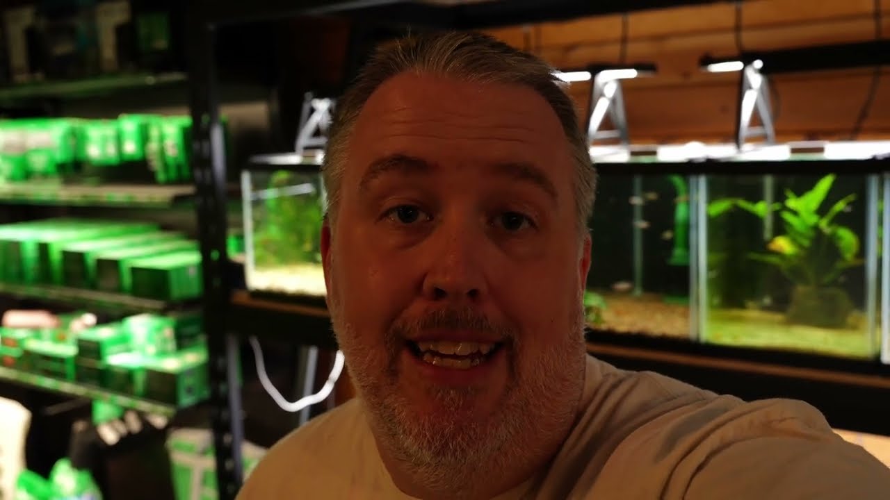 New Shrimps and a spin around the fish room