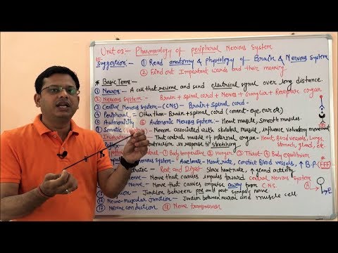 Peripheral Nervous System | PNS | Important Terms and Definitions of Peripheral Nervous System