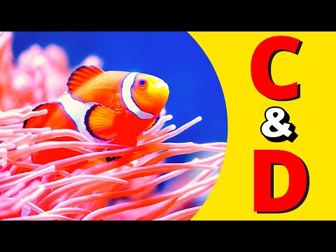 ANIMALS Starting with Letters C and D : Cow, Camel, Cat, Dolphin, Duck