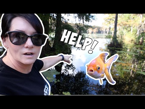 SAVE THEM!!! How To Cure Fish Injuries And Infections!