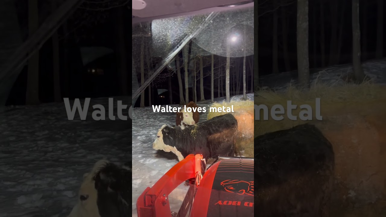 Walter jamming out to Lorna shore