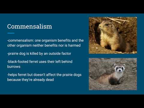 Temperate Grasslands