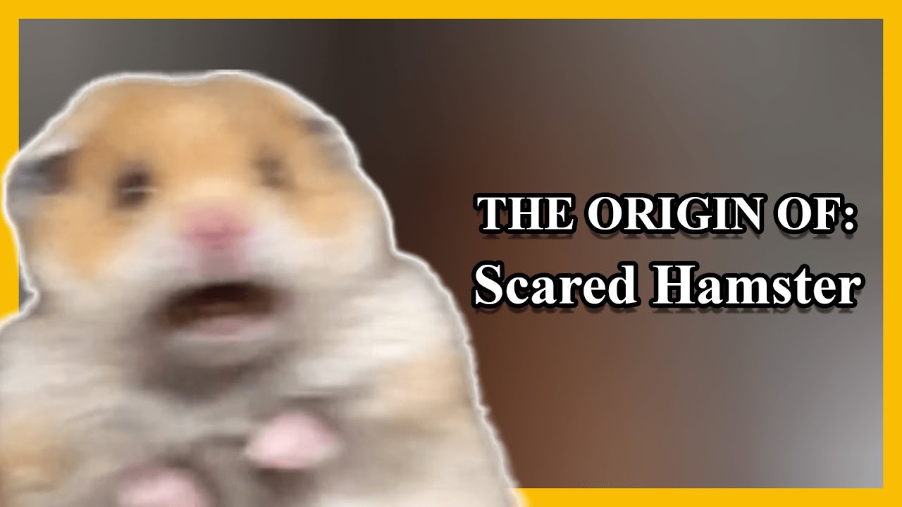 I Found The Origin Of The Scared Hamster Meme So You Don't Have To