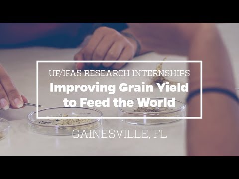 Improving Grain Yield | UF/IFAS Research Internships