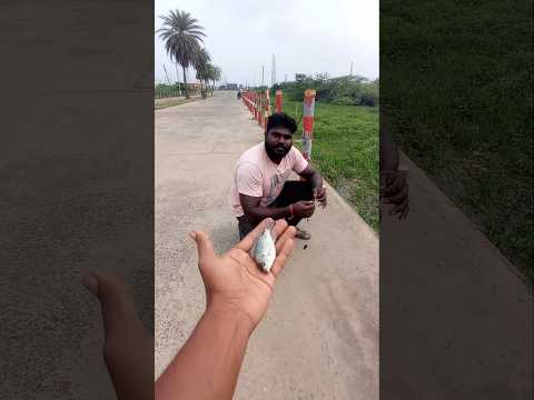 Man Catching Murrel Fish with Live Fish Bait #fishing #fishingvideos #thoondilulagam #lakefishing