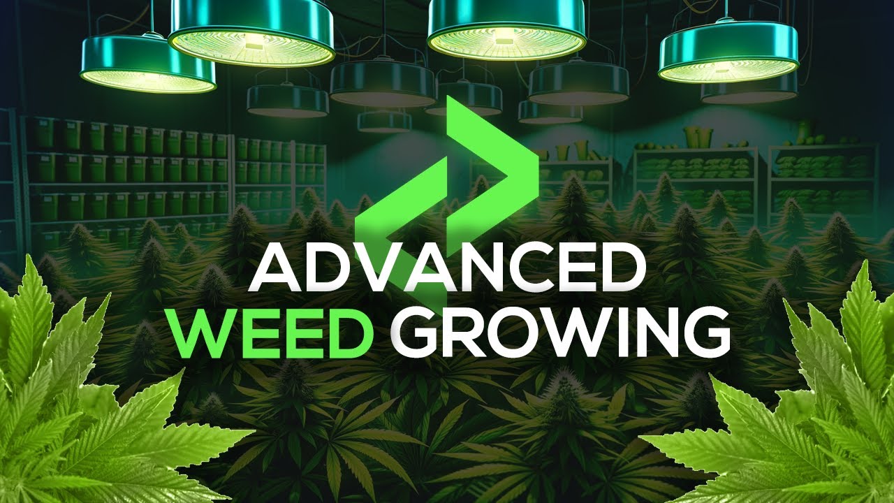 Advanced Weed Growing v3 [ESX/QBCore/QBox/Ox] - Page 4 - FiveM Releases - Cfx.re Community