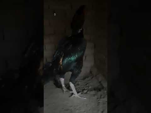 rooster meaning #shorts @Upanimal-BirdsAndAnimals