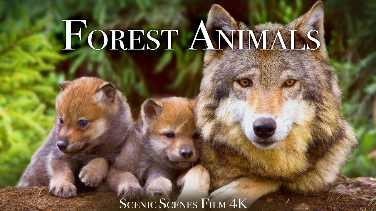 Forest Animals 4k - Amazing World of Forest Wildlife | Scenic Relaxation Film