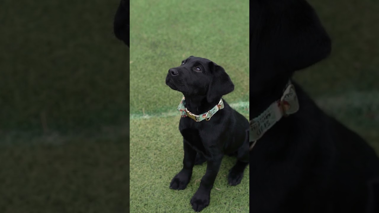 How to teach your dog the look command.