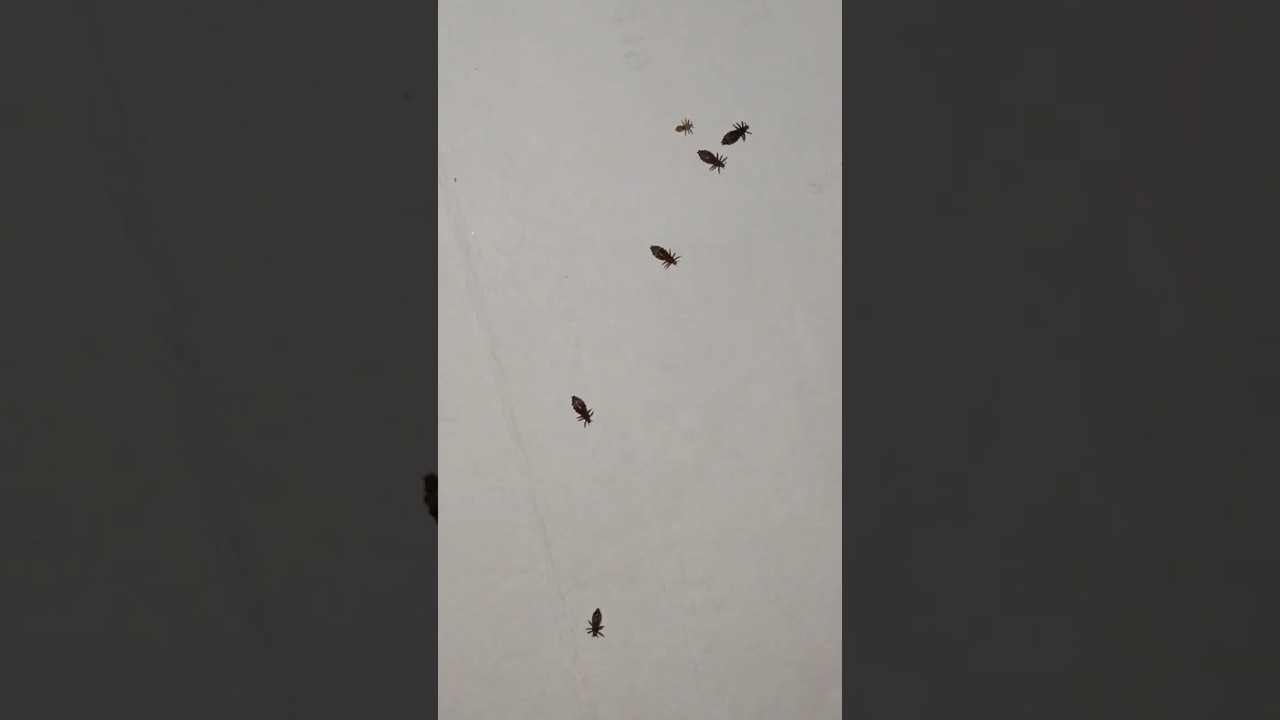 Macro view of Lice#shorts #shortsfeed #youtubeshorts #viral #trending #funny #foryou #ytviral #edit