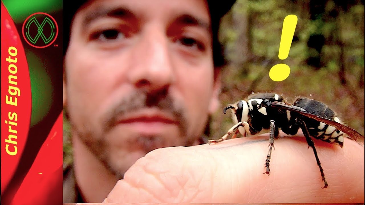 Holding a Ferocious Bald Faced Hornet - Nature Now!