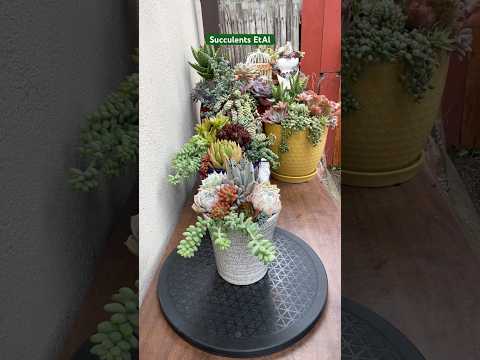 What To Do With Your Extra Succulent Cuttings🌿 #succulents #diy #gardening