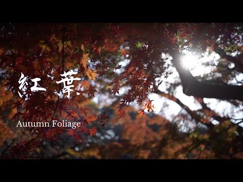 The word 「紅葉（こうよう）」 "Autumn Foliage" in Japanese