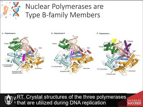 CH450 Chapter 9.4 Eukaryotic DNA Replication Part 2 - The Major Players