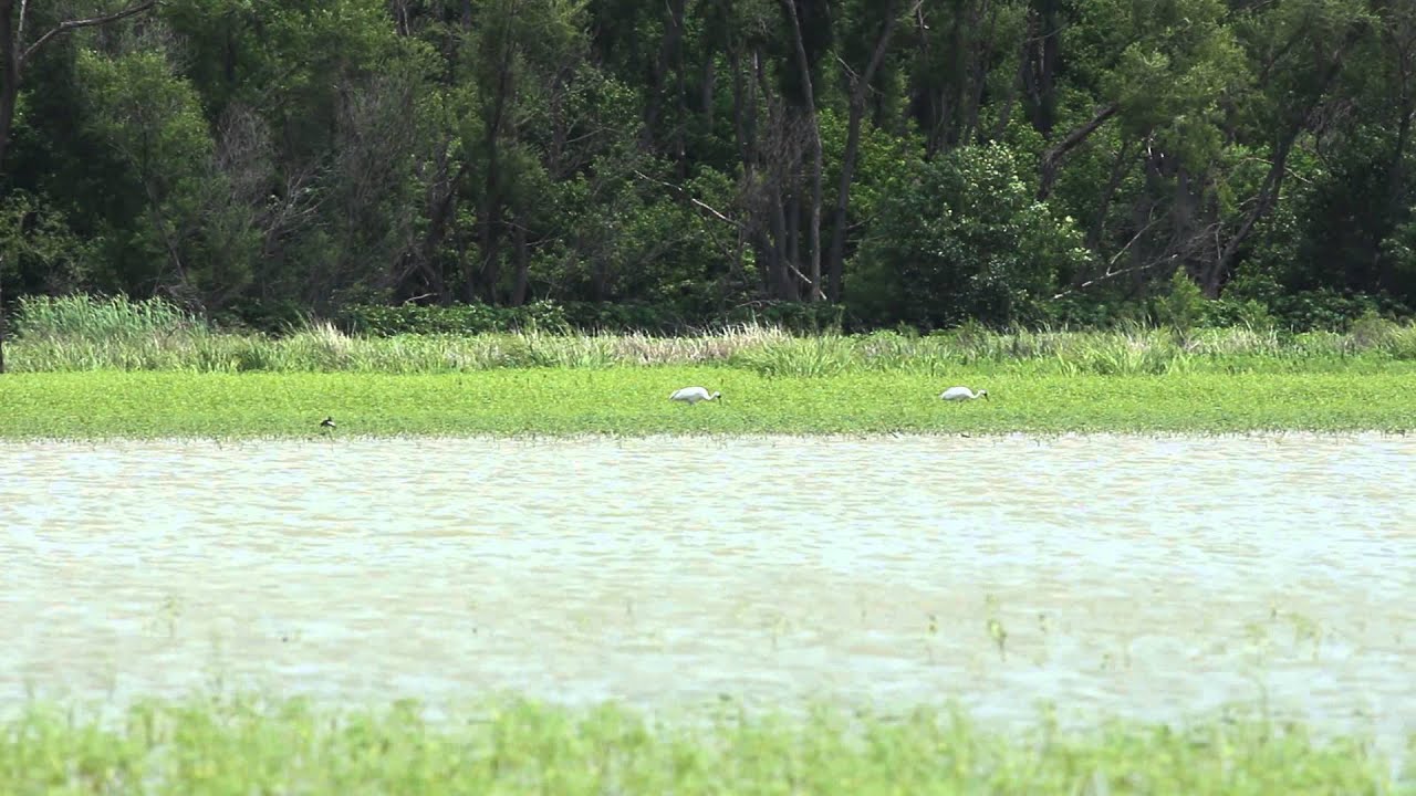 Whooping Crane - Week Five