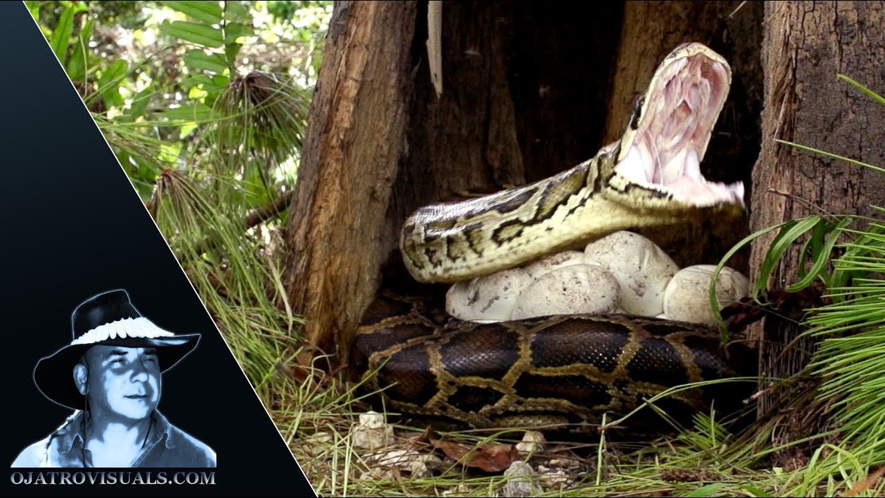 Python Provoked By Flies 03 Footage