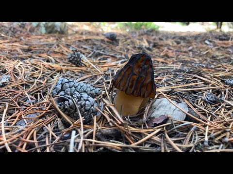 Colorado Black Morels - Found These in the Mountains Today!