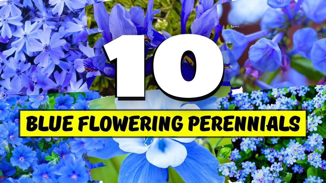 10 Stunning BLUE FLOWERING Perennials You Can Grow Easily! 💙✨