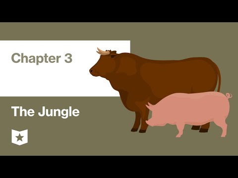 The Jungle Study Guide | Course Hero