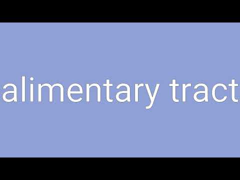 Alimentary Tract Definition & Meaning