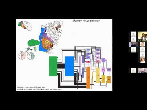 Prof Tony Movshon on "Brain mechanisms of visual form perception"