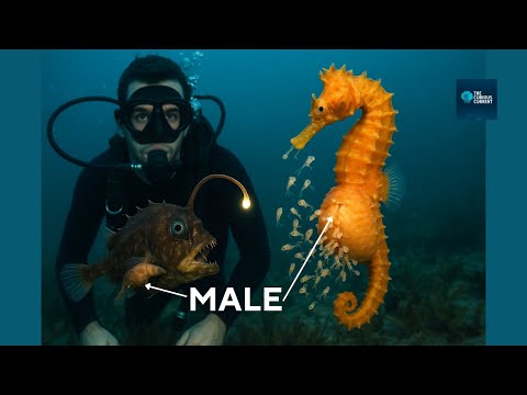 The Bizarre World of Ocean Creature Mating | 10 Weird Reproductive Strategies!