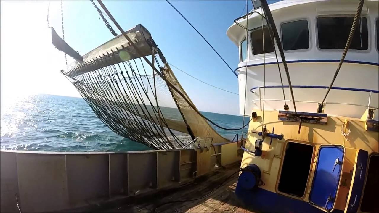Twee 9 meter lange levende riemvissen spoelen aan op Mexicaans strand ...