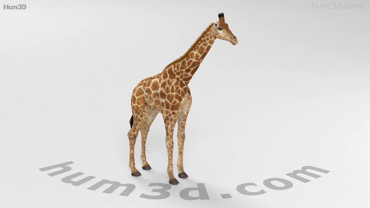 Giraffe 3D model by 3DModels.org