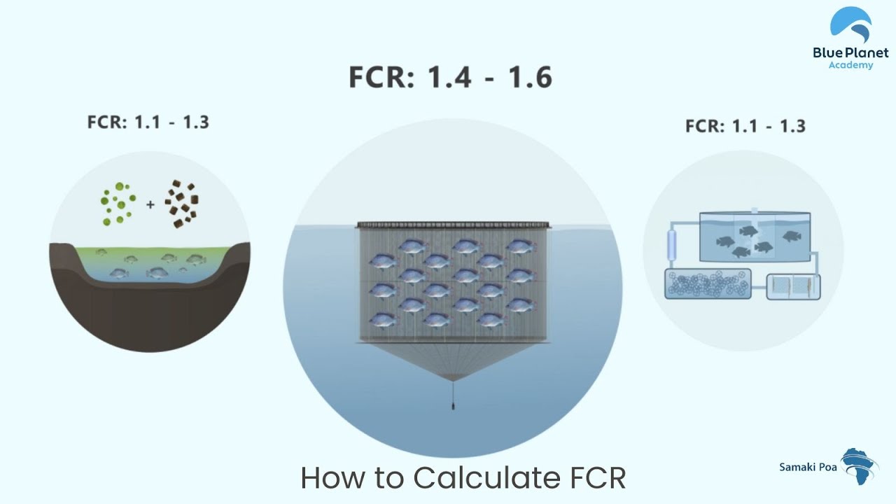 Farm Management: How to Calculate KPIs - Feed Conversion Ratio (FCR)