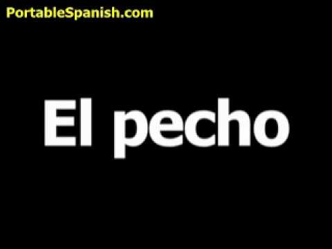 Spanish word for chest is el pecho