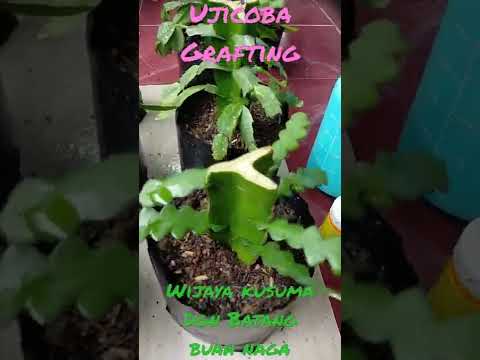 Ujicoba Grafting batang Buah Naga dgn berbagai jenis Wijaya Kusuma. #wijayakusuma #grafting